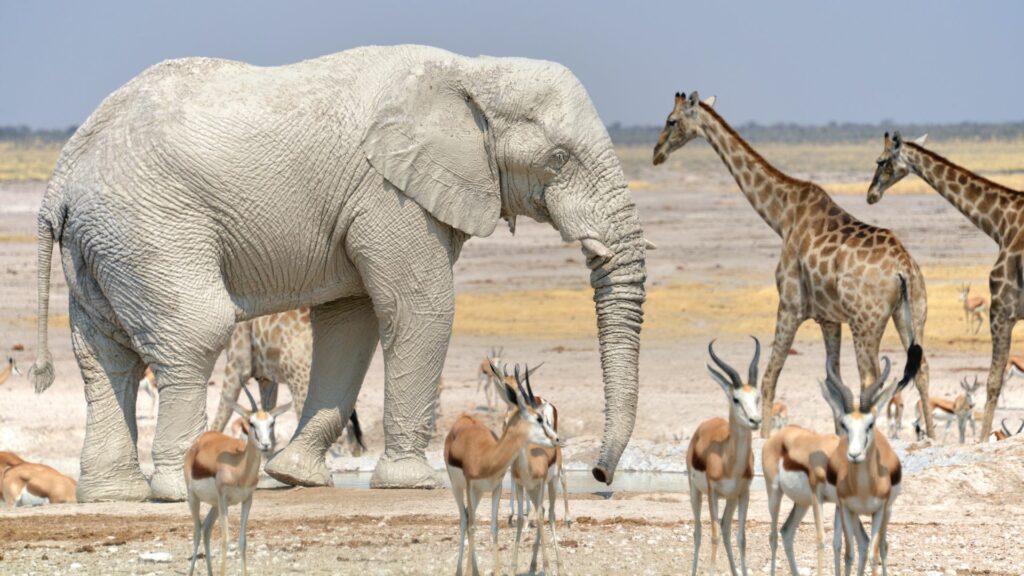 Namibia Experience - Sharewood